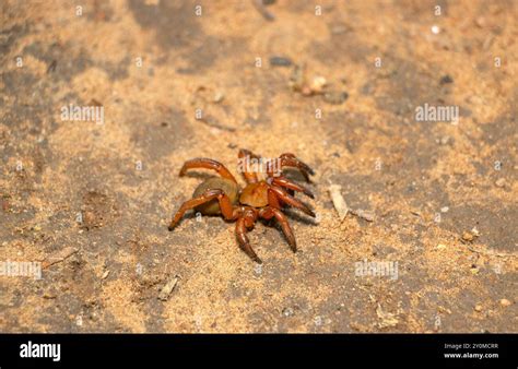 The Palp Footed Spider Is A Free Roaming Nocturnal Hunter They Use