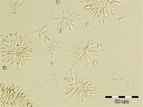 Can Somebody Help Me With Identification Researchgate