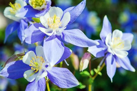 Premium Photo Spring Flowers Closeup
