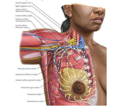 Diagram Of Lymph Drainage Of The Breast Quizlet