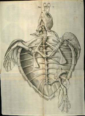 Bibliodyssey 2007 08 26