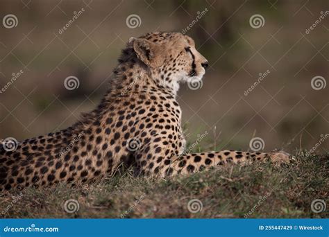 Cheetah In Serengeti National Park Stock Image Image Of Africa