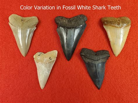 Great White Shark Teeth