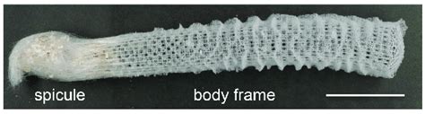 Photograph Of The Skeleton Of Euplectella Aspergillum Scale Bar Is 5