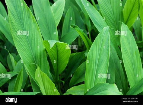 Turmeric Haldi Curcuma Longa Plant Leaves Isolated Asian Herb