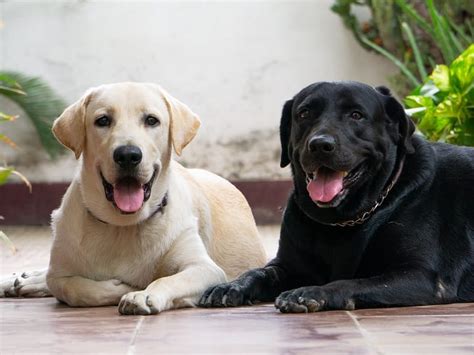 温厚な性格の犬種ランキング13選！特徴や穏やかになれる育て方を解説 Nademo ペットメディア【nademo なでも 】