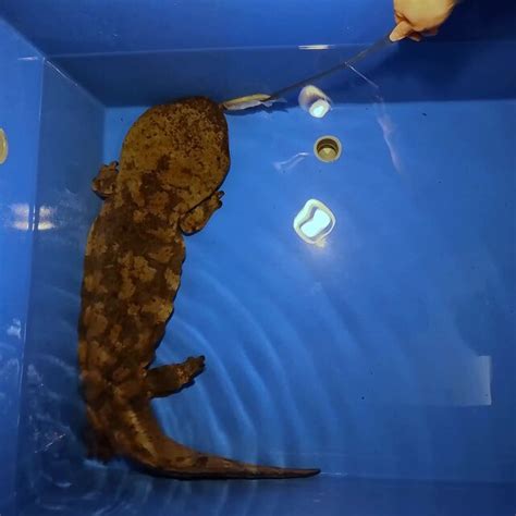 A Tale Of Two Nearly Extinct Giant Salamanders The New York Times