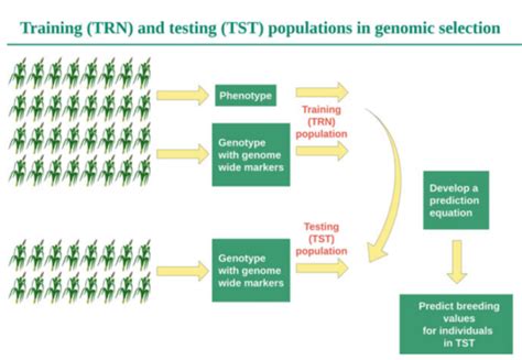 数学代写统计机器学习作业代写statistical Machine Learning代考genomic Selection 代写 代考代写：100准时可靠 您的作业代写专家