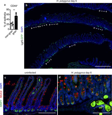 Helminth Infection Alters The Crypt And Intestinal Stem Cell Niche Day Download Scientific