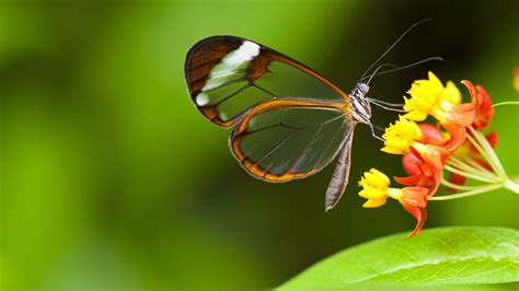 Hd Insect Wallpapers Top Free Hd Insect Backgrounds Wallpaperaccess