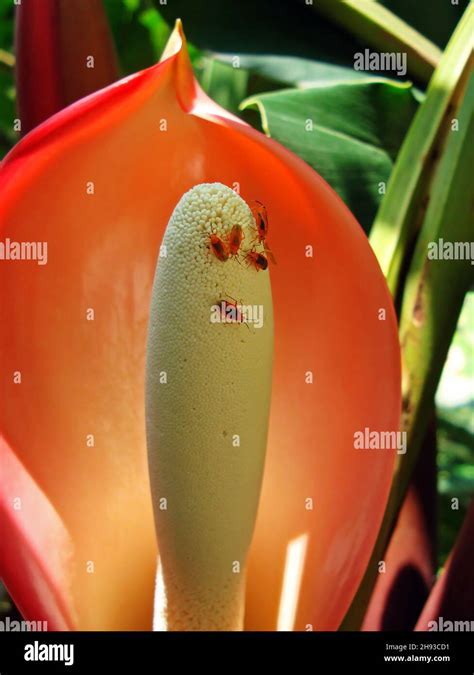 Philodendron Flower Philodendron Undulatum And Insects Close Up Stock