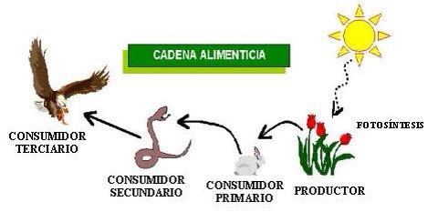 Cadena Trófica De La Sierra Proyecto Interdislinario Inglés Ccnn