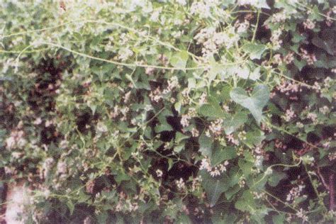 图455 戟叶鹅绒藤成株 中国西部农田杂草与防除 图片