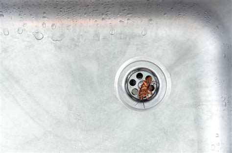 Dead Cockroach Were In The Sink Stock Image Image Of Bathroom