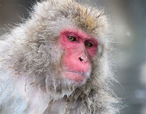 12 Fascinating Facts About Macaques Smart Primates