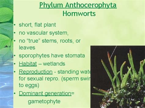 Overview Nonvascular Plants Phylum Bryophyta Phylum Hepatophyta Phylum