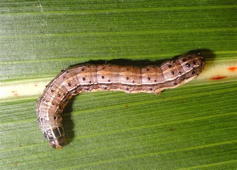 Spodoptera Frugiperda Reveals Distinct Biological Rhythms Revista