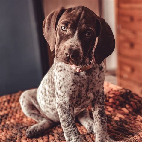 German Shorthaired Pointer Coloring And Patterns Bear Paw Ranch