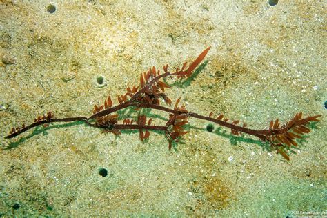 Bleach Weed Prionitis Sp1 Spanglers Scuba