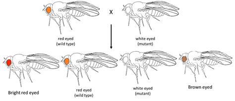 Examples Of Multiple Allelism