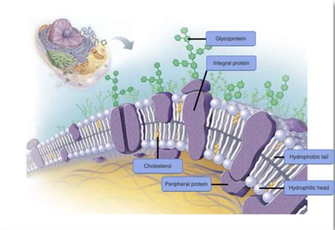 A P 1 Lecture Ch 3 Flashcards Quizlet A P 1 Lecture Ch 3 Flashcards Quizlet