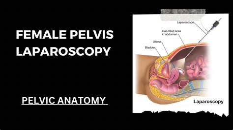 Female Pelvis Laparoscopy Pelvis Anatomy Laparoscopy Education