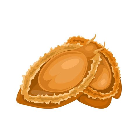 Abalone Vector Art Icons And Graphics For Free Download
