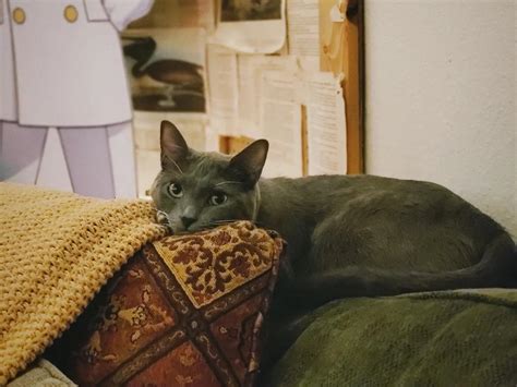 Heres Iris Shes About 3 4 Rb So I Hope Thats Close Enough To Post Here Lol R Russianblue