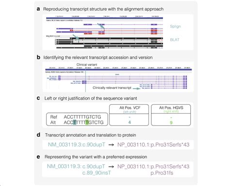 Factors Affecting Hgvs Syntax Generation A Transcript Alignment