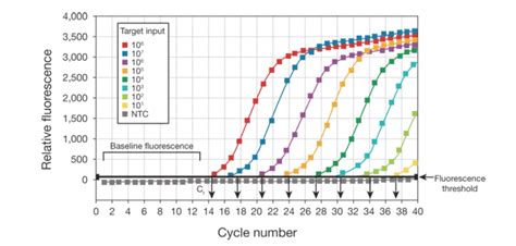 Amplication Plots Of Real Time Polymerase Chain Reaction Pcr Taken