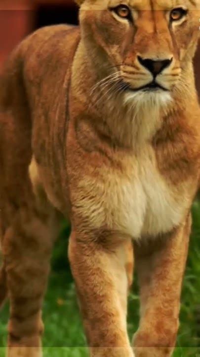 Lion Therian Therian Therianthropy Lion Lioness Youtube