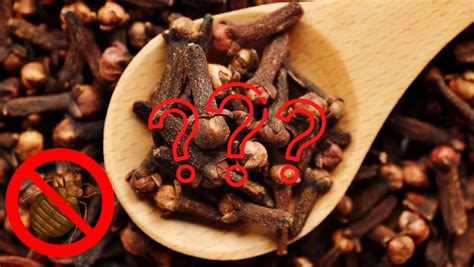 Can Cloves Or Clove Oil Kill Bed Bugs Relief Pest Control
