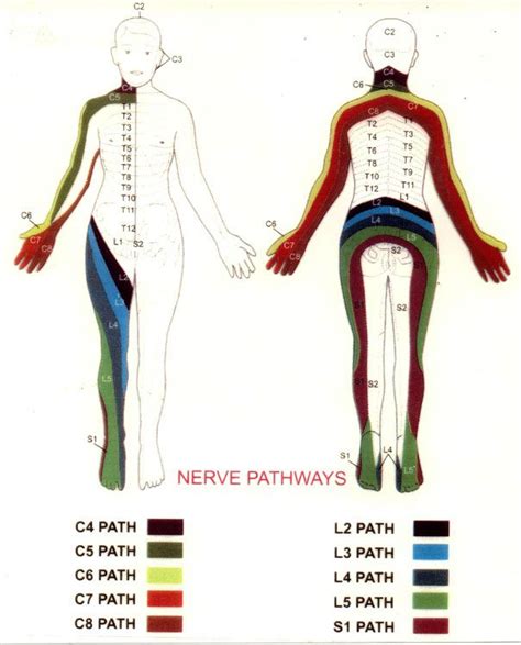 Printable Charts Nerve Pathways White Lotus Foundation Nerve