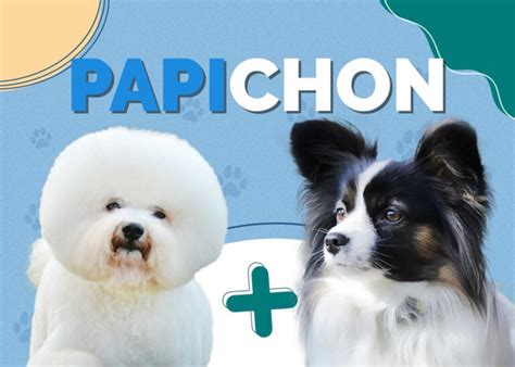 Cock A Chon Cocker Spaniel And Bichon Frise Mix Info Pictures Facts