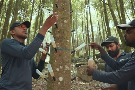 Inoculation Sadaharitha Malaysia