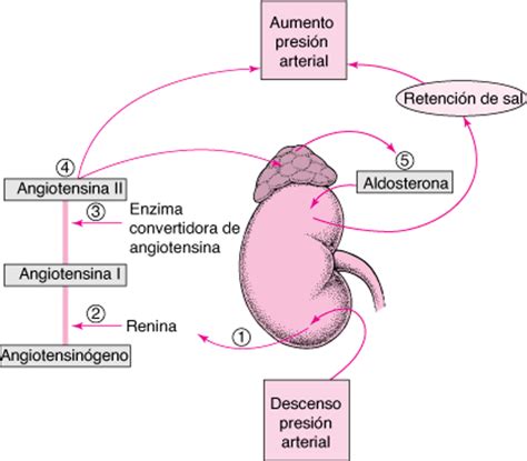 Imageregulación De La Presión Arterial Sistema Renina Angiotensina