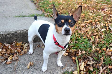 Decker Rat Terrier Breeders Seegmiller Standard Rat Terriers Lplfnc