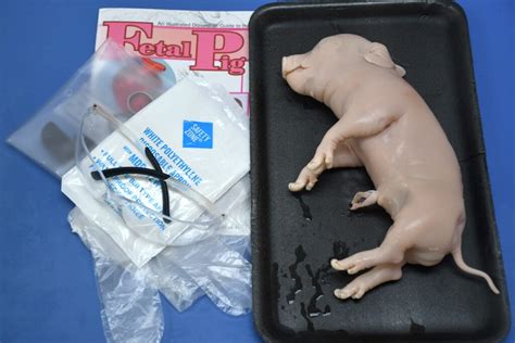 Deluxe Fetal Pig Dissection Kit Nebraska Scientific