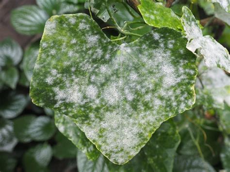 Fuzzy Fungus On Plant