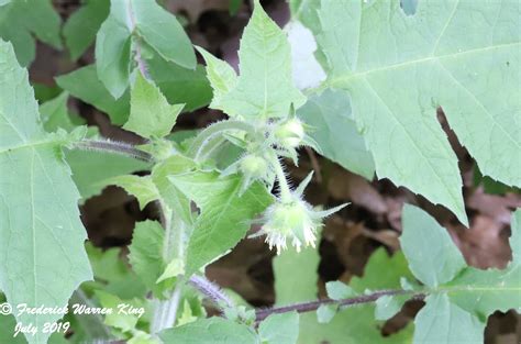 Go Back To The Starting Flower