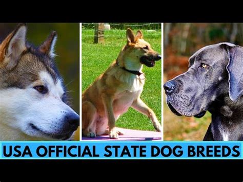 All Official Dog Breeds In The Usa Updated Guide