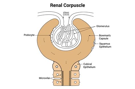 Renal Corpuscle Science Design Vector Graphic By Hamjaiu · Creative Fabrica