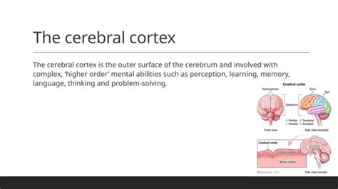 Cerebral Cortex And Hemispheres 1 Pptx