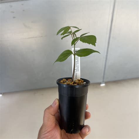 Commiphora Mafaidoha 24 17