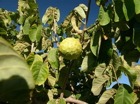 Cherimoya Description Tree Fruit Uses And Facts Britannica