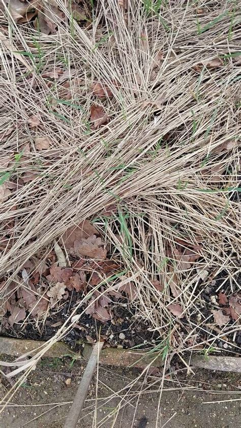 Zuloagaea Bulbosa Kunth Bess Canyon Panic Grass World Flora Pl