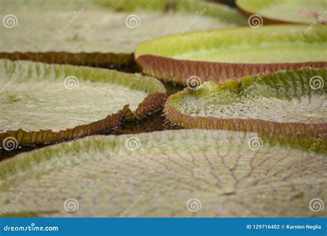 Closeup Of The Huge Floating Lilly Pad Leaves Of Victoria Regia Stock
