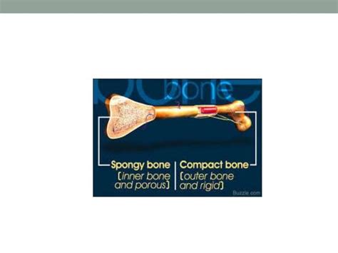 Bone Basic Pptx Death Injury Or Military Conflict Sensitive