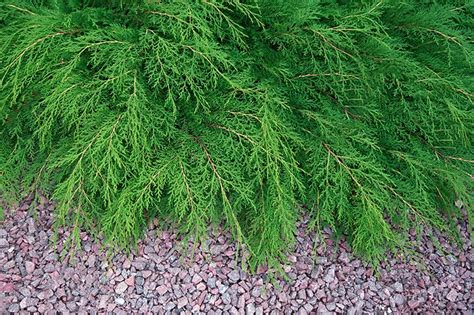 Evergreen Shrubs Ground Cover