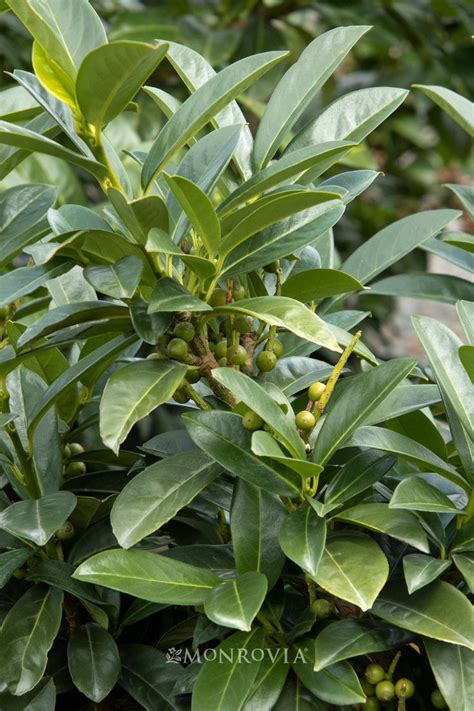 Volcano Cherry Laurel Shrubs Evergreen Shrubs Laurocerasus